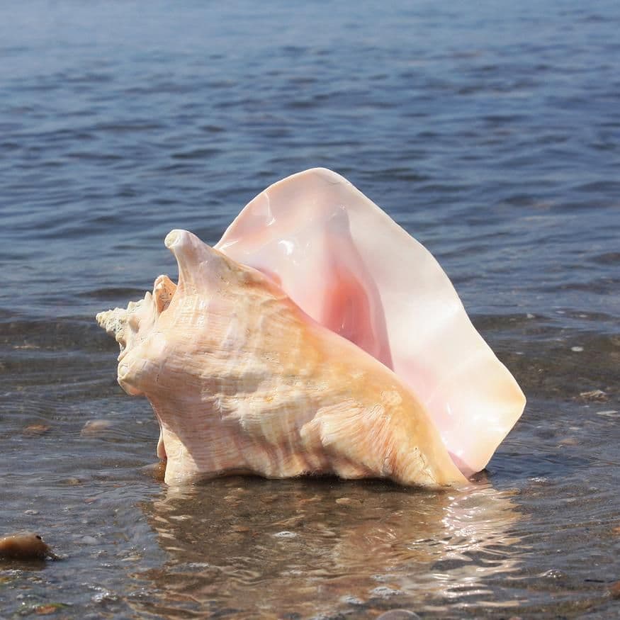 Queen Conch Shell | Aliger Gigas | Beach Shell