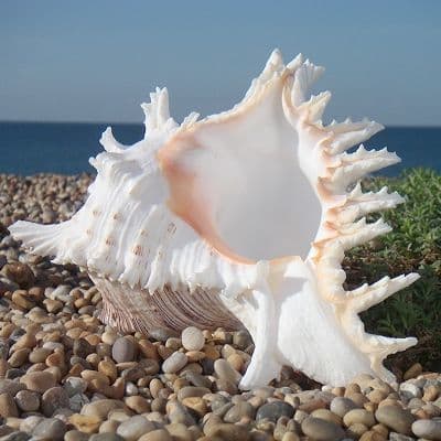 Ramosus Murex Seashell