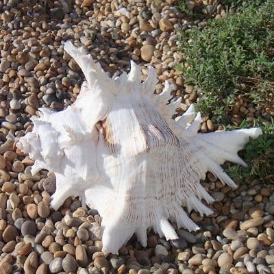 Ramosus Murex Seashell