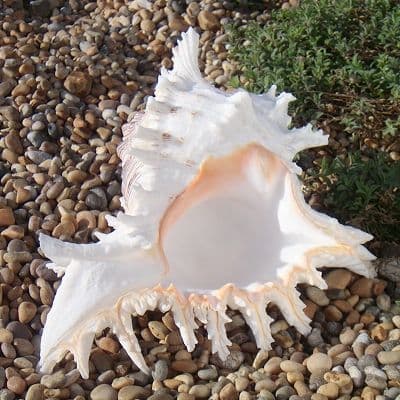Ramosus Murex Seashell