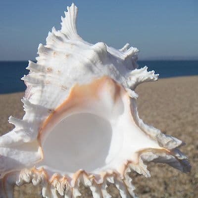 Ramosus Murex Seashell