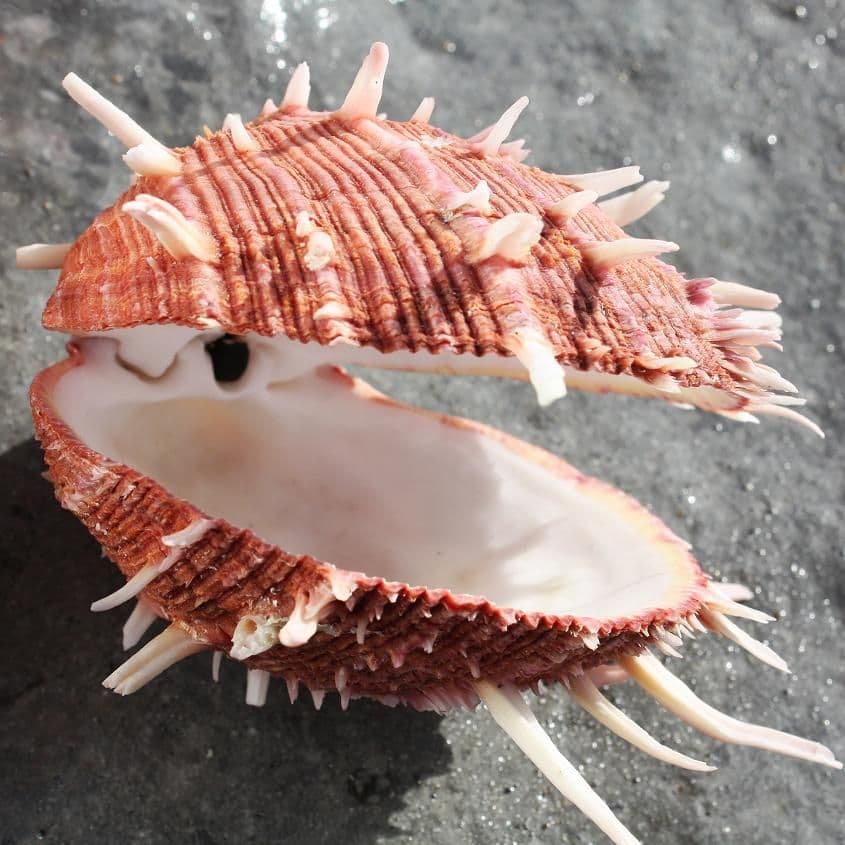 Royal Thorny Oyster Shell | Spondylus Regis | Chrysanthemum Shell