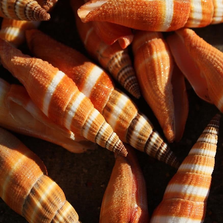 Scarlet Mitre Shell | Vexillum Coccineum | Beach Shell