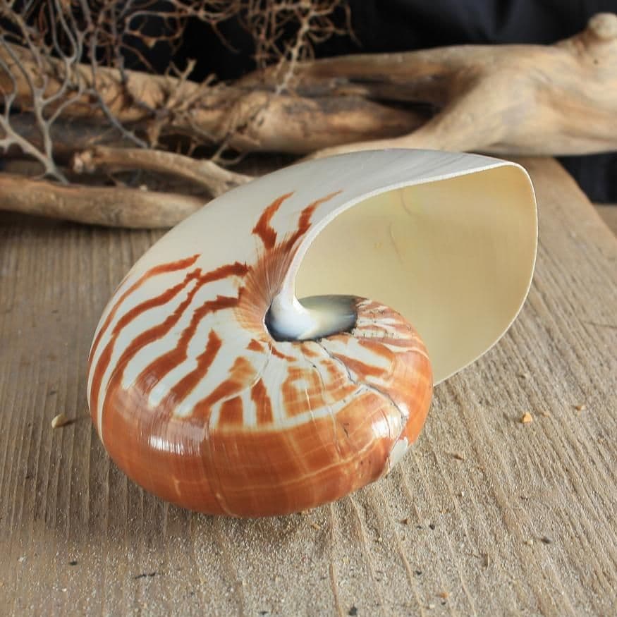 Small Nautilus Shell