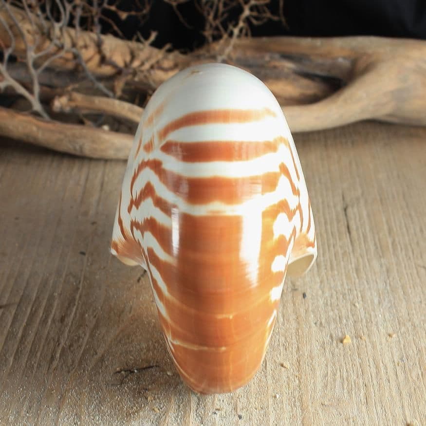 Small Nautilus Shell