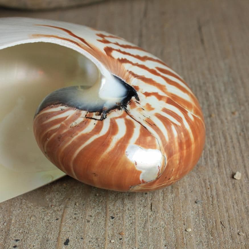 Small Nautilus Shell