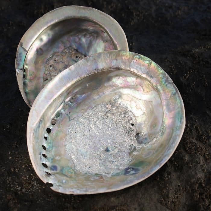 South African Polished Abalone | Mother of Pearl Shells