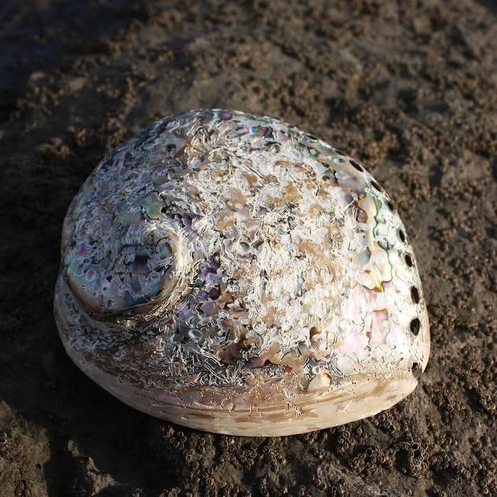 South African Polished Abalone | Mother of Pearl Shells