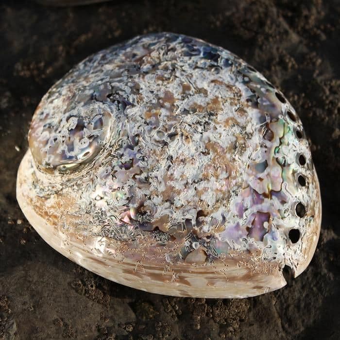 South African Polished Abalone | Mother of Pearl Shells