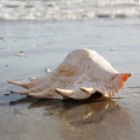 Spider Conch Shell | Lambis Truncata | Beach Shells