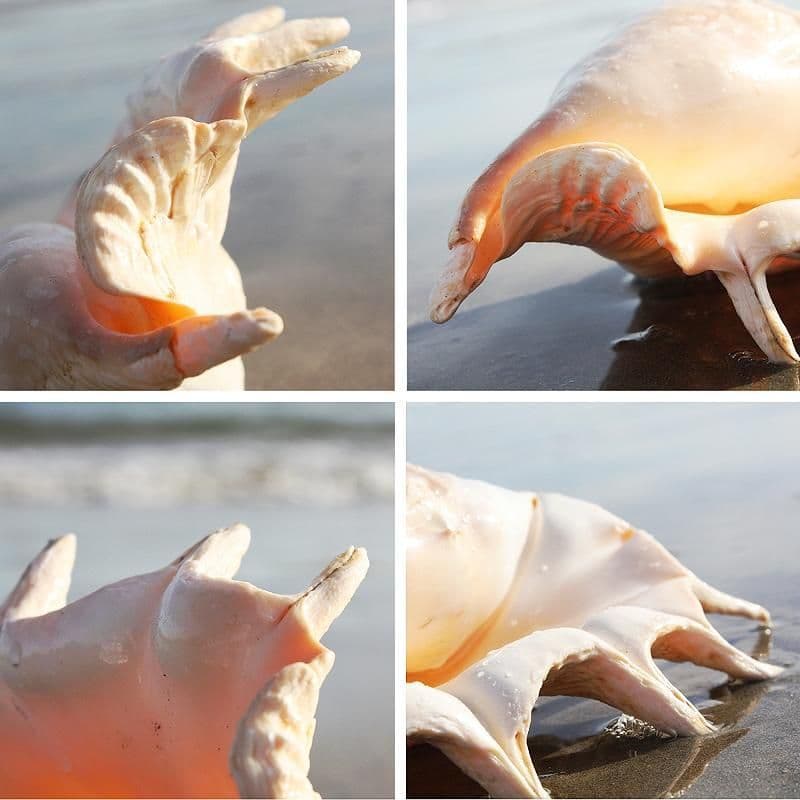 Spider Conch Shell | Lambis Truncata | Beach Shells
