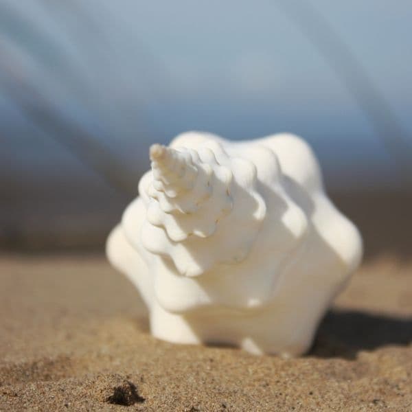 Spindle Shell | Fusinus Undatus | Beach Shells