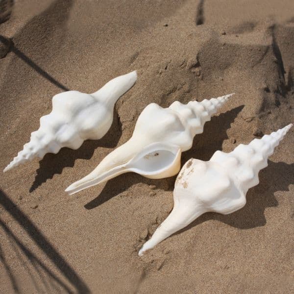 Spindle Shell | Fusinus Undatus | Beach Shells