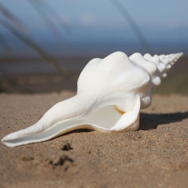 Spindle Shell | Fusinus Undatus | Beach Shells