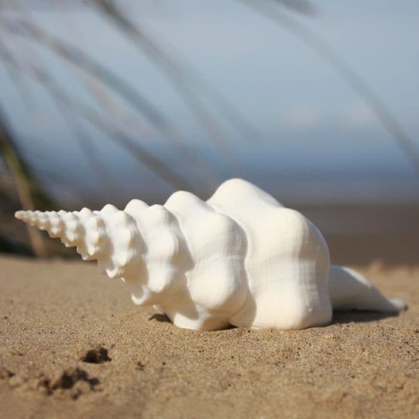 Spindle Shell | Fusinus Undatus | Beach Shells