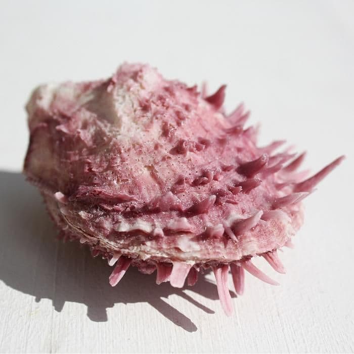 Spondylus Barbatus Shell | Thorny Oyster | Chrysanthemum Shell