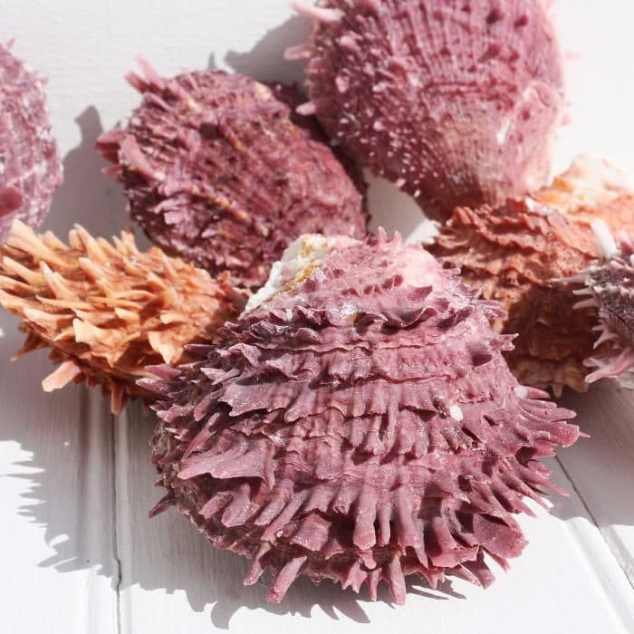 Spondylus Barbatus Shell | Thorny Oyster | Chrysanthemum Shell
