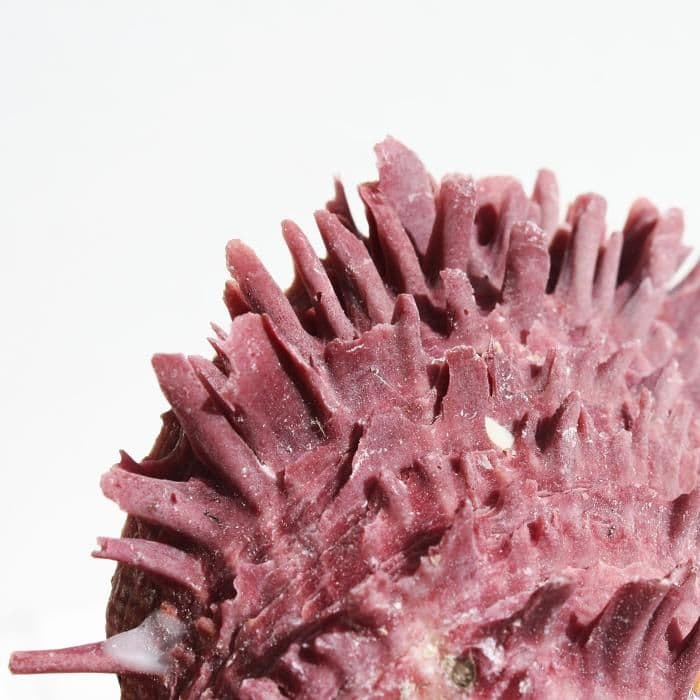 Spondylus Barbatus Shell | Thorny Oyster | Chrysanthemum Shell