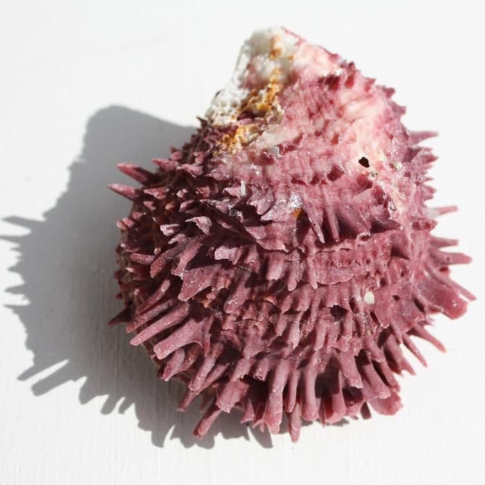 Spondylus Barbatus Shell | Thorny Oyster | Chrysanthemum Shell