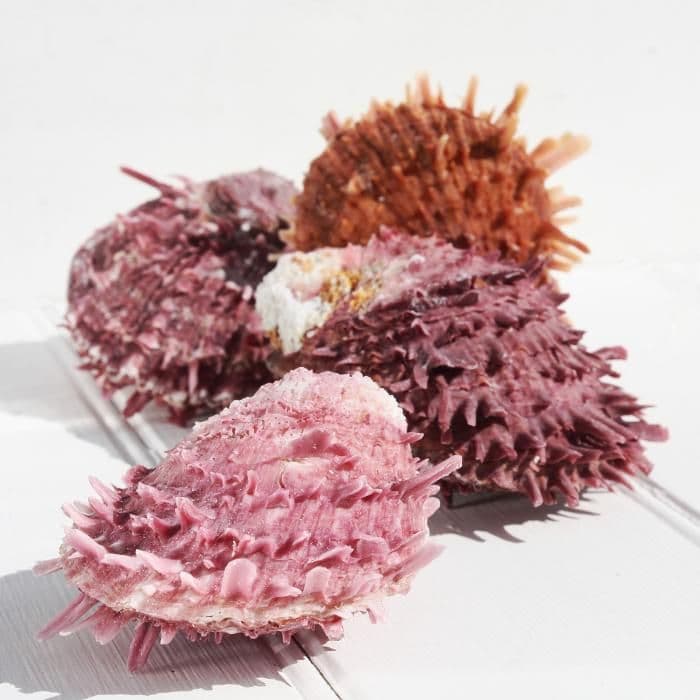 Spondylus Barbatus Shell | Thorny Oyster | Chrysanthemum Shell