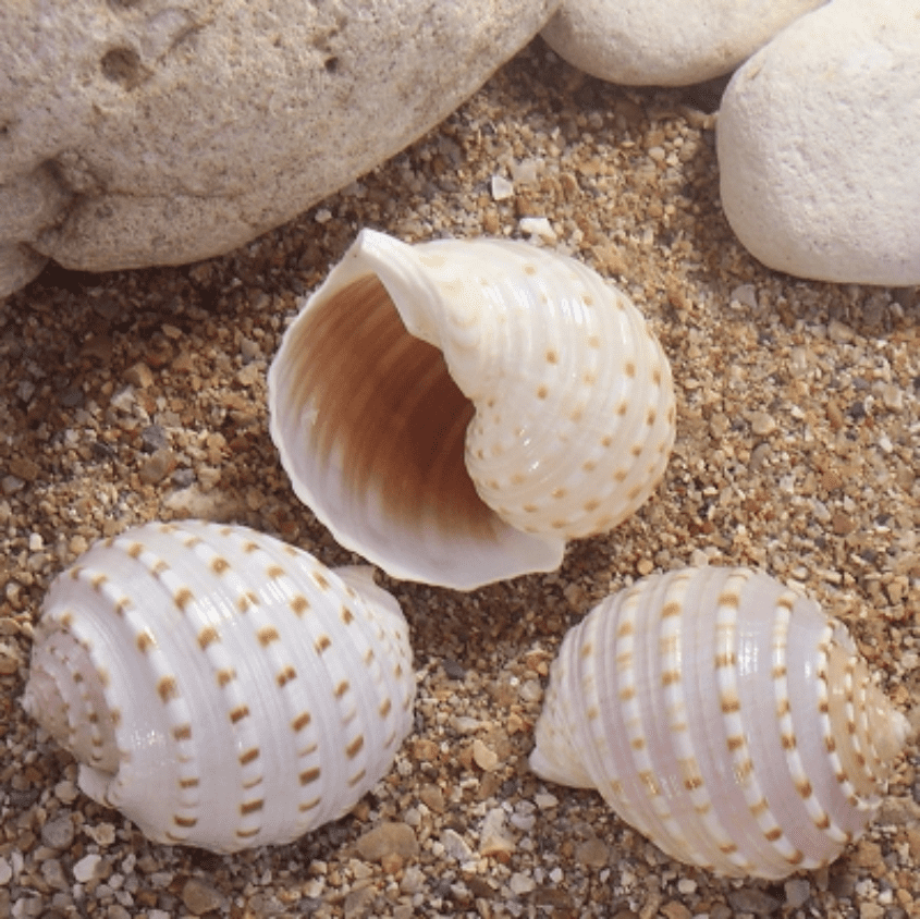 Spotted Tun Shell | Tonna Dolium Tessellata | Beach Shells