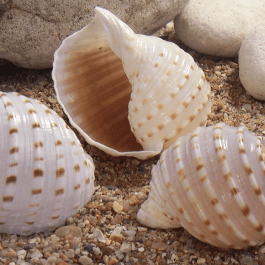 Spotted Tun Shell | Tonna Dolium Tessellata | Beach Shells