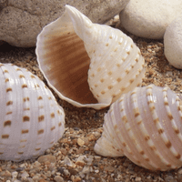 Spotted Tun Shell | Tonna Dolium Tessellata | Beach Shells