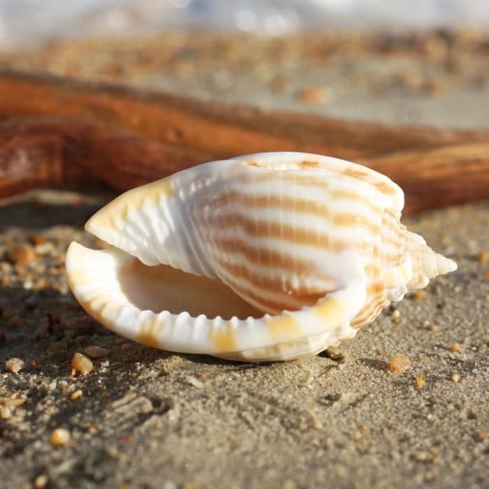 Striped Bonnet Shell | Phalium Strigatum | Beach Shells