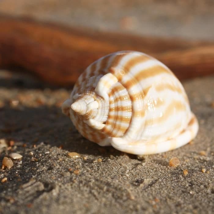 Striped Bonnet Shell | Phalium Strigatum | Beach Shells