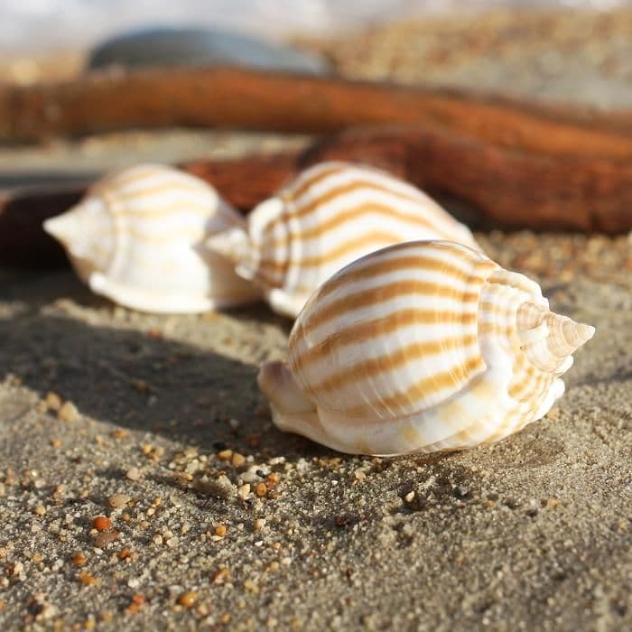 Striped Bonnet Shell | Phalium Strigatum | Beach Shells