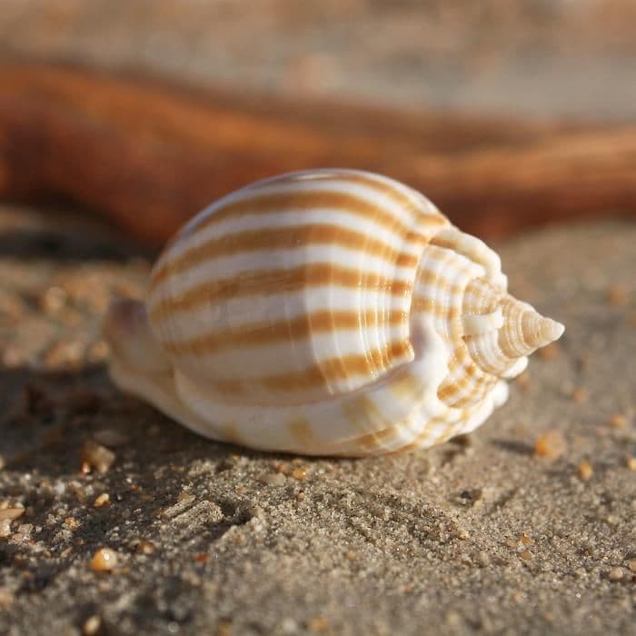 Striped Bonnet Shell | Phalium Strigatum | Beach Shells