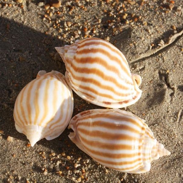 Striped Bonnet Shell | Phalium Strigatum | Beach Shells