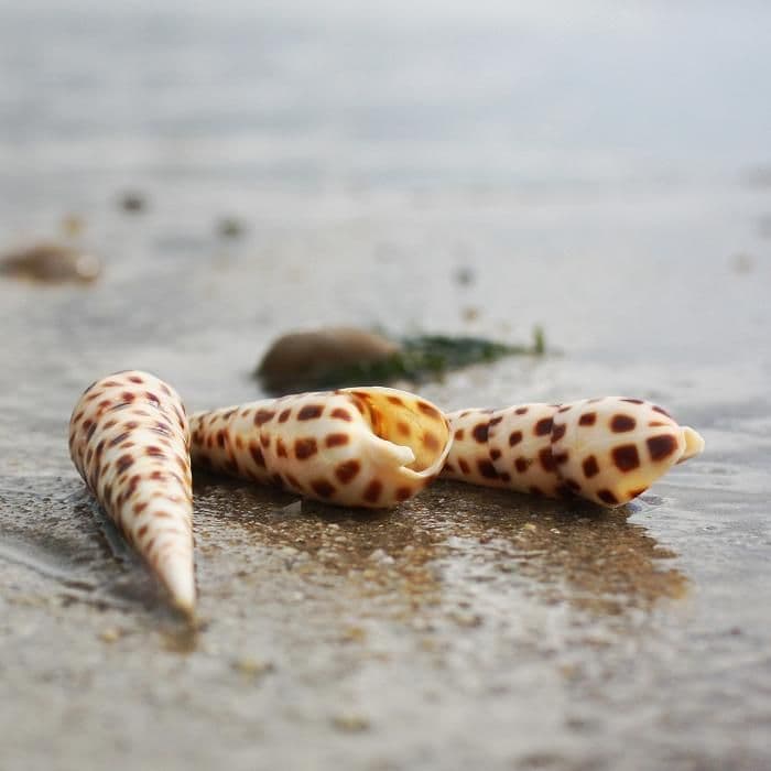 Subulate Auger Shell | Terebra Subulata Linne