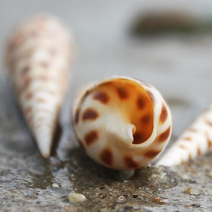Subulate Auger Shell | Terebra Subulata Linne