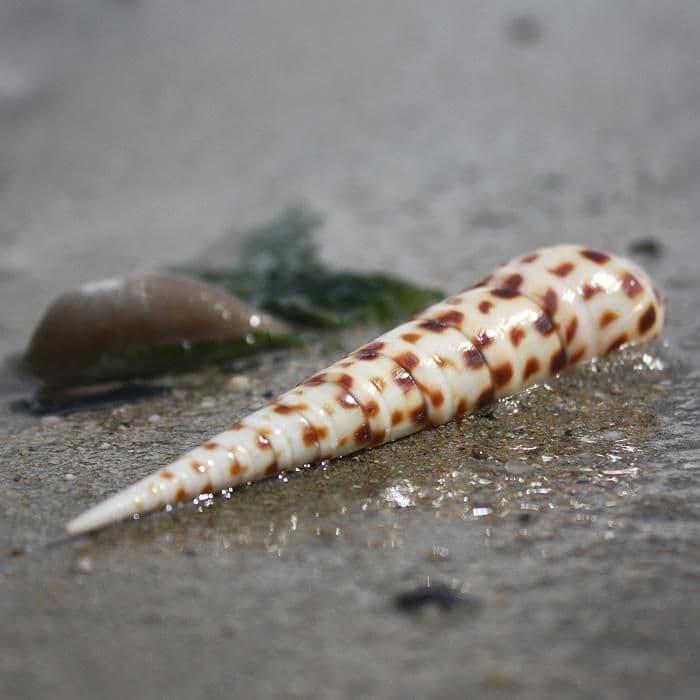 Subulate Auger Shell | Terebra Subulata Linne