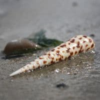 Subulate Auger Shell | Terebra Subulata Linne