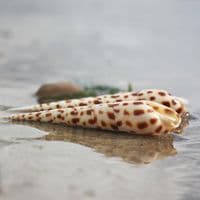 Subulate Auger Shell | Terebra Subulata Linne