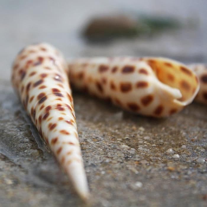 Subulate Auger Shell | Terebra Subulata Linne