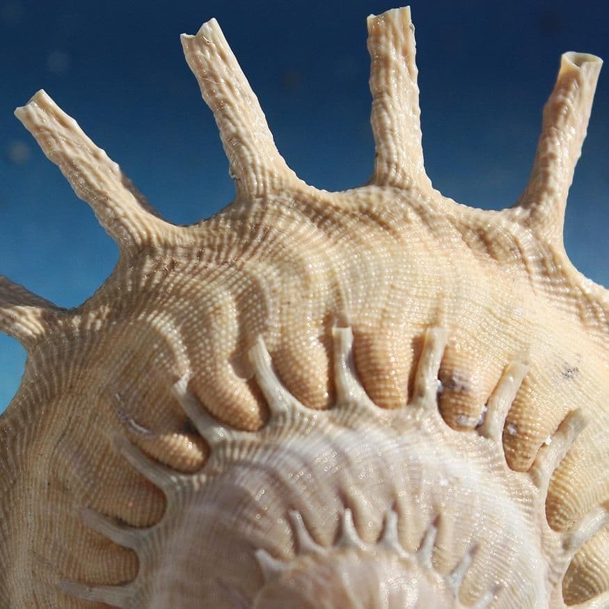 Sunburst Carrier Shell | Stellaria Solaris | Seashells