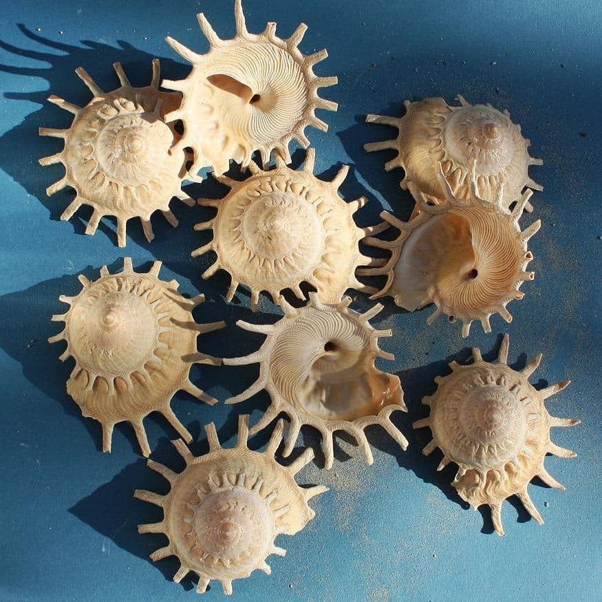 Sunburst Carrier Shell | Stellaria Solaris | Seashells