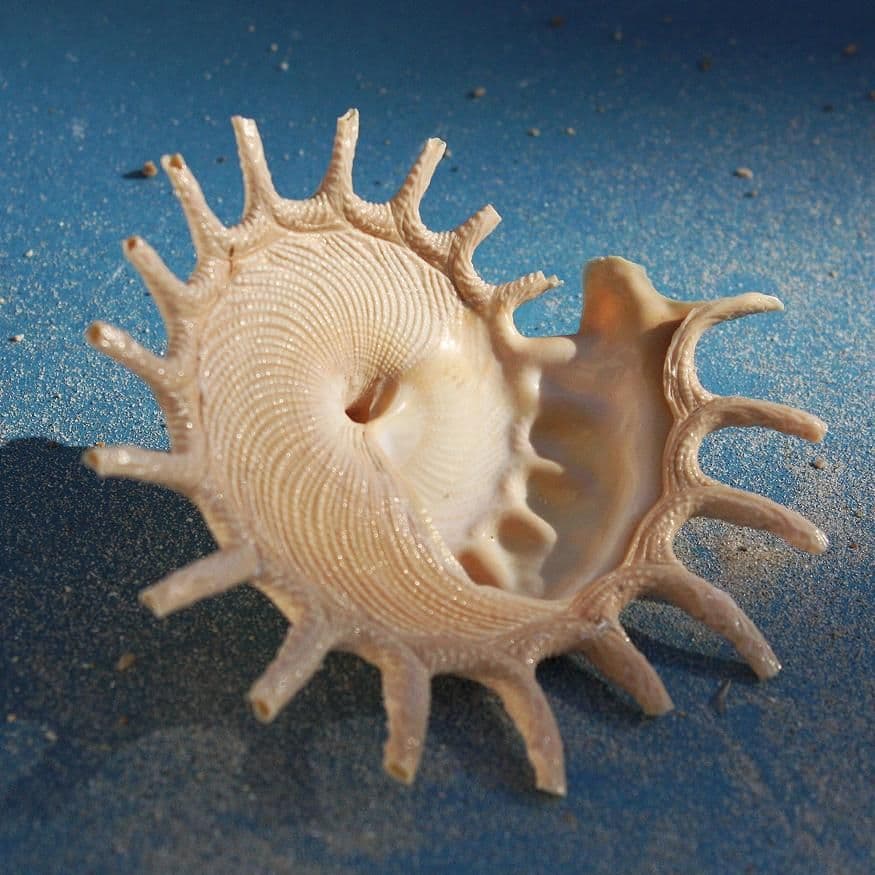 Sunburst Carrier Shell | Stellaria Solaris | Seashells