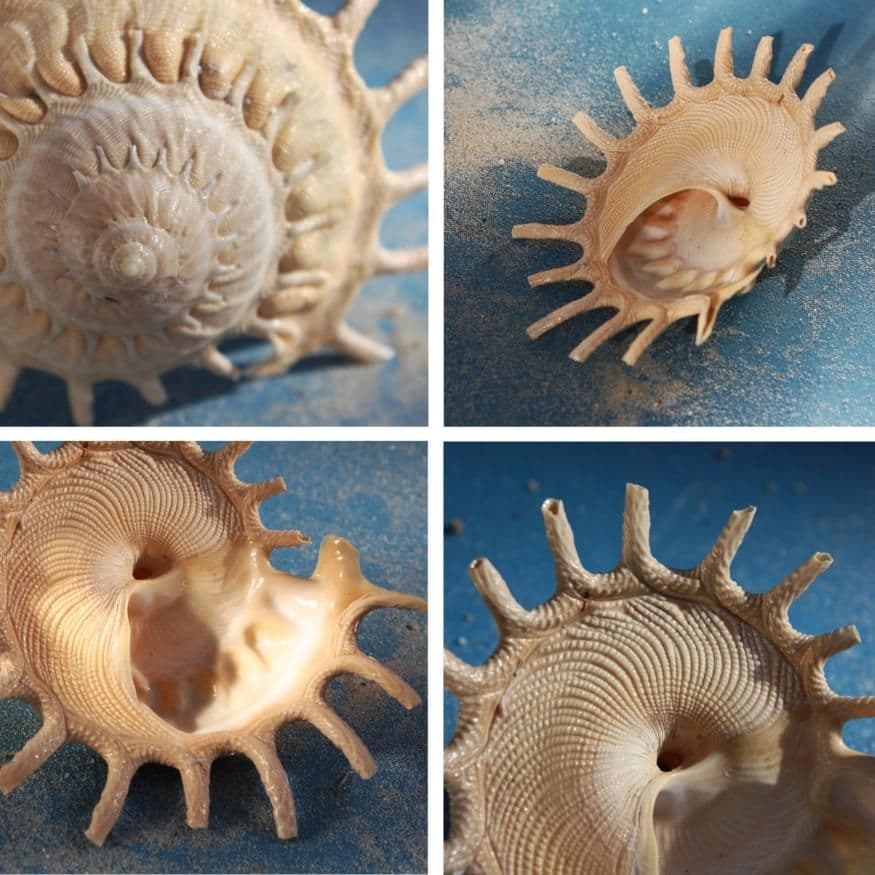 Sunburst Carrier Shell | Stellaria Solaris | Seashells