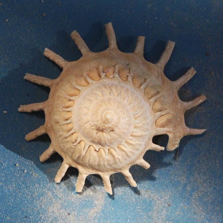 Sunburst Carrier Shell | Stellaria Solaris | Seashells