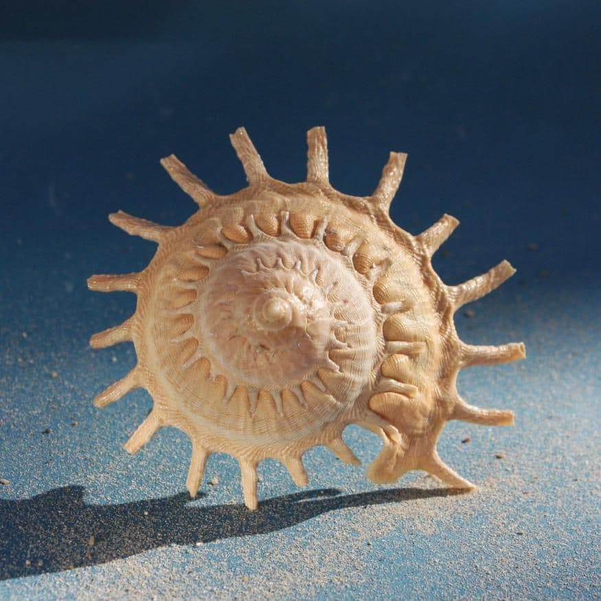 Sunburst Carrier Shell | Stellaria Solaris | Seashells