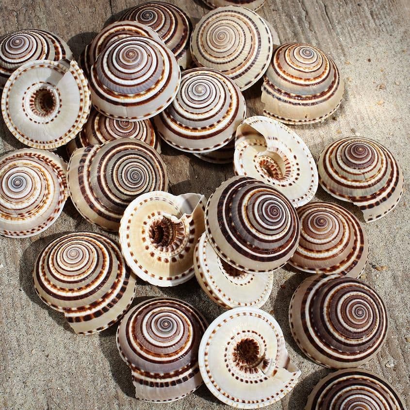 Sundial Shell | Beach Shells
