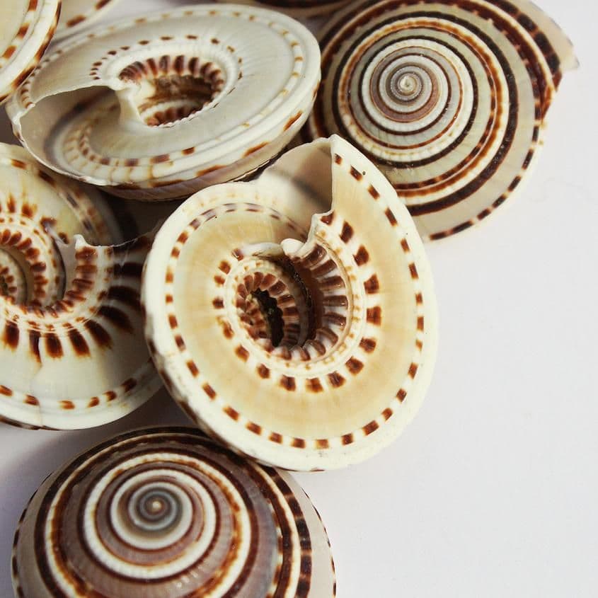 Sundial Shell | Beach Shells