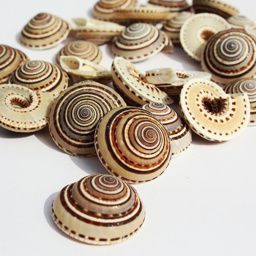 Sundial Shell | Beach Shells