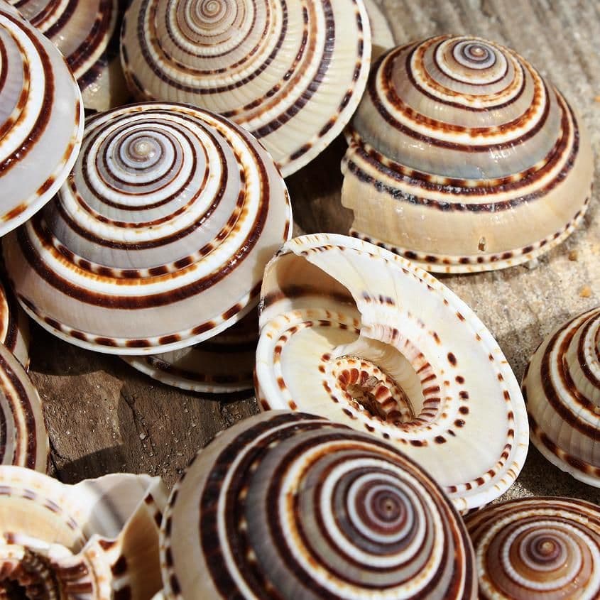 Sundial Shell | Beach Shells