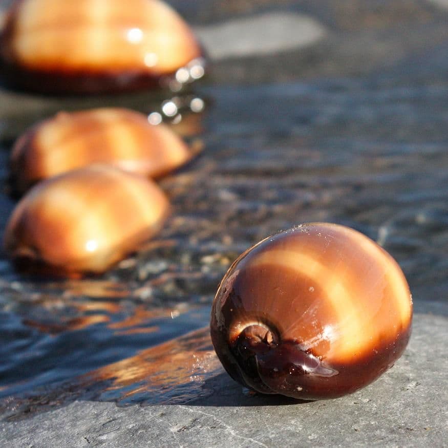 Talpa Cowrie Shell | Cyprea Talparia Talpa | Natural Seashell