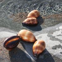 Talpa Cowrie Shell | Cyprea Talparia Talpa | Natural Seashell